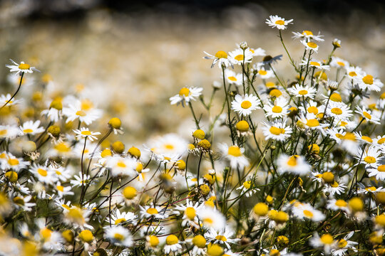 Summerfield Images – Browse 151 Stock Photos, Vectors, and Video ...