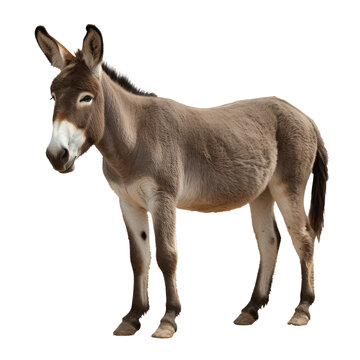 Våre mest populære samlinger med bilder av dyr og dyreliv | Adobe Stock