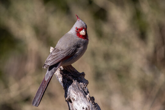 "Desert Cardinal" Images – Browse 275 Stock Photos, Vectors, and Video ...