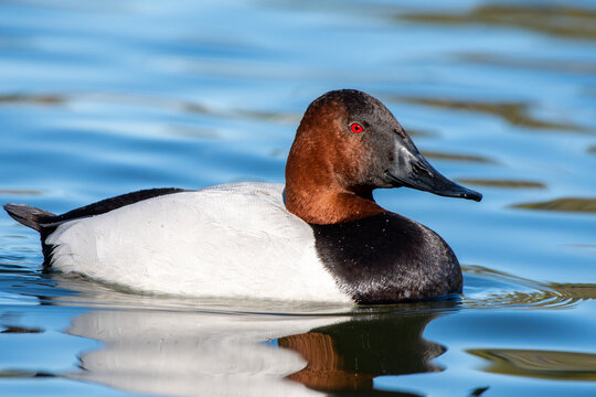 Canvasback bilder – Bläddra bland 470 stockfoton, vektorer och videor ...