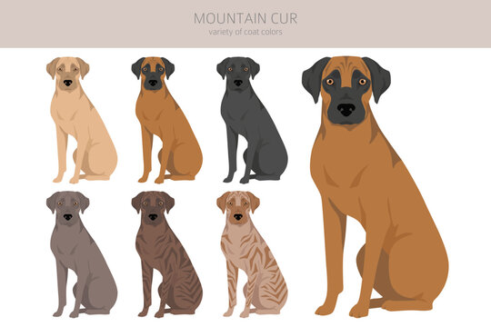 "Cur Dog" Bilder – Durchsuchen 57 Archivfotos, Vektorgrafiken und ...