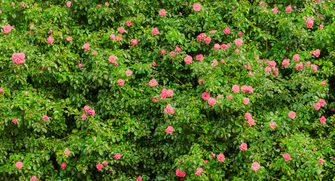 Buschrosen bilder – Bläddra bland 157 stockfoton, vektorer och videor ...