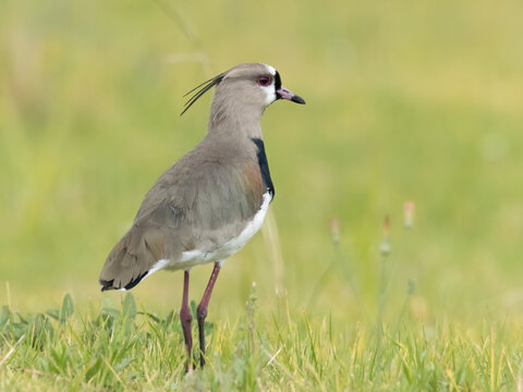 Alcaravan Images – Browse 24 Stock Photos, Vectors, and Video | Adobe Stock