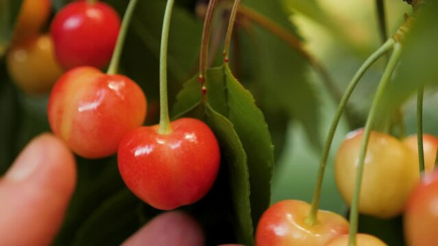 Cherry-Pick Imagens – Procure 1,446 fotos, vetores e vídeos | Adobe Stock