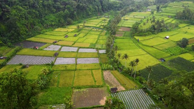 Padi Bilder – Durchsuchen 13,100 Archivfotos, Vektorgrafiken und Videos ...