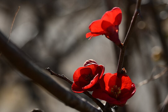 Japanese Red Flower Images – Browse 116,633 Stock Photos, Vectors, and ...