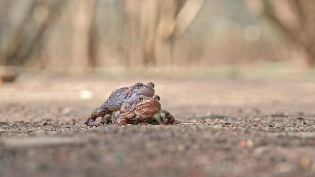 Bufotoxin bilder – Bläddra bland 129 stockfoton, vektorer och videor ...