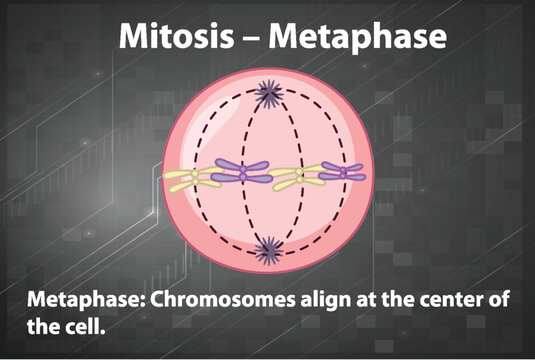 Metaphase 1 Meiosis