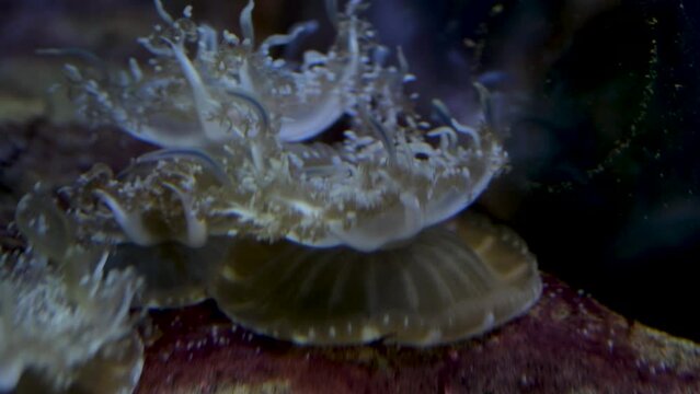 Upside Down Jellyfish Aquarium
