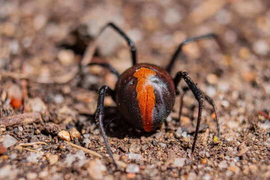 "Redback Spider" Images – Browse 367 Stock Photos, Vectors, and Video ...