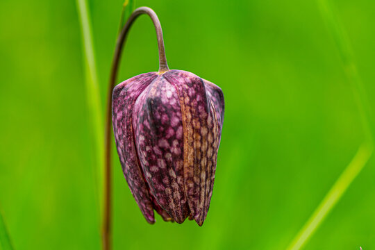 รูปภาพKockavica – เลือกดูภาพถ่ายสต็อก เวกเตอร์ และวิดีโอ2,843 | Adobe Stock