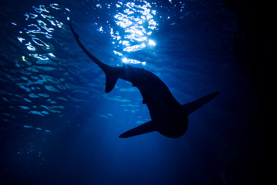 "Requin Images – Browse 2,546 Stock Photos, Vectors, and Video | Adobe ...