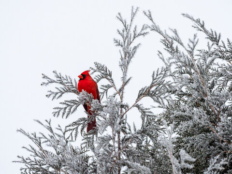 Cardinal White Background Images – Browse 12,851 Stock Photos, Vectors ...