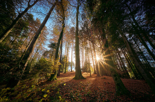 รูปภาพFlutet – เลือกดูภาพถ่ายสต็อก เวกเตอร์ และวิดีโอ106 | Adobe Stock