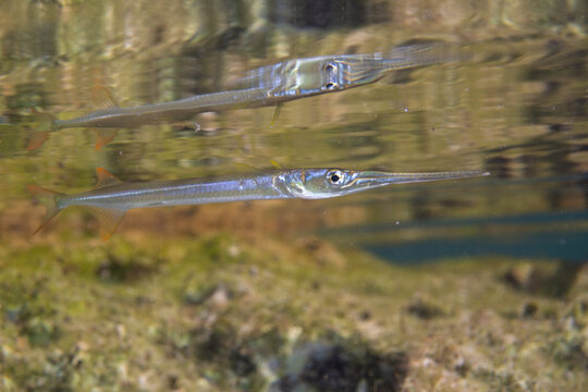 Redfin Needlefish