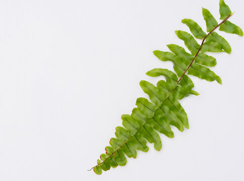 Listek Bilder – Durchsuchen 957 Archivfotos, Vektorgrafiken und Videos ...