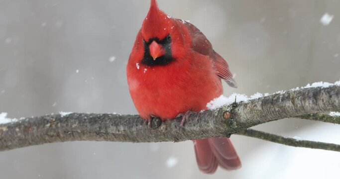 Cardinal In The Snow Images – Browse 7,947 Stock Photos, Vectors, and ...