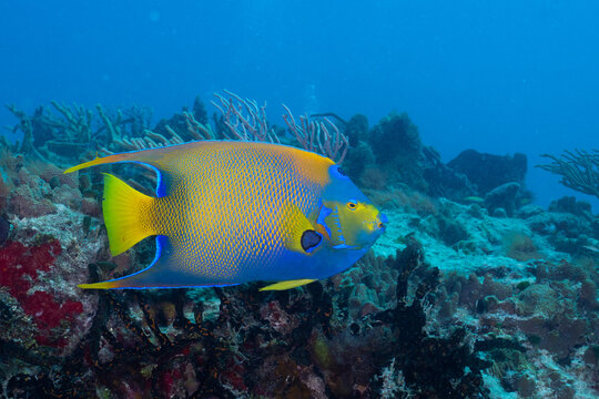 "Queen Angelfish" Images – Browse 746 Stock Photos, Vectors, and Video ...