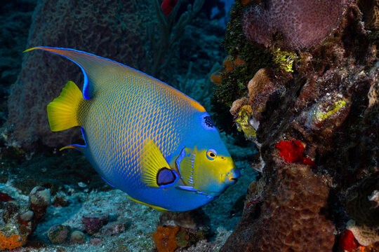 "Queen Angelfish" Images – Browse 841 Stock Photos, Vectors, and Video ...