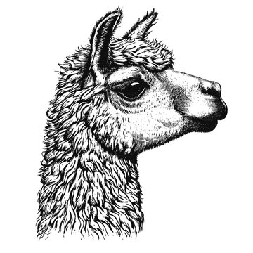 Llama Face Drawing