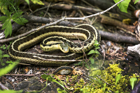 Garden Snake Wallpaper