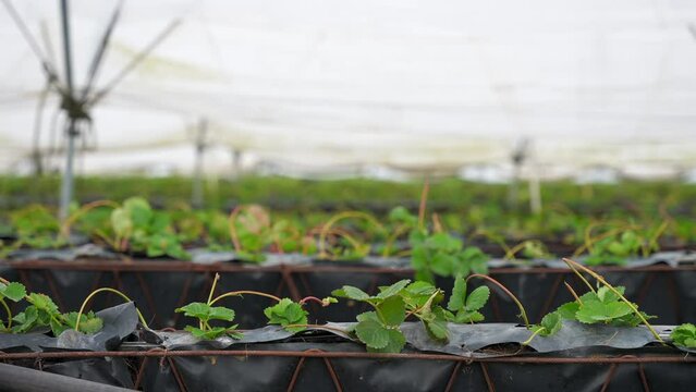 Constanza Imagens – Procure 552 fotos, vetores e vídeos | Adobe Stock