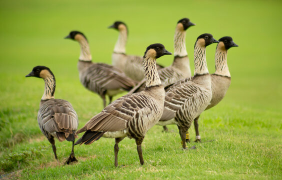 รูปภาพNene – เลือกดูภาพถ่ายสต็อก เวกเตอร์ และวิดีโอ42,231 | Adobe Stock