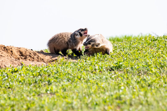 "North American Badger" Images – Browse 446 Stock Photos, Vectors, and ...