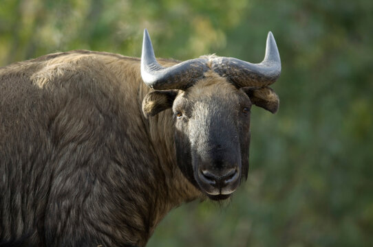 Caprids bilder – Bläddra bland 7,360 stockfoton, vektorer och videor ...