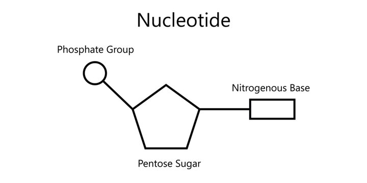 Simple Nucleotide Structure
