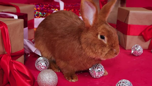 "Red Rabbit"-Bilder: Stock-Fotos & -Videos. | Adobe Stock