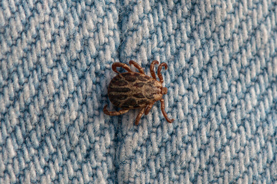 Ixodoidea-Bilder: Stock-Fotos & -Videos. | Adobe Stock