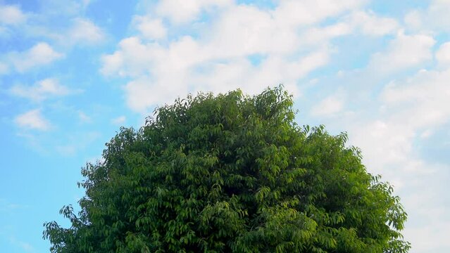 "Round Tree" Images – Parcourir 99 le catalogue de photos, vecteurs et ...