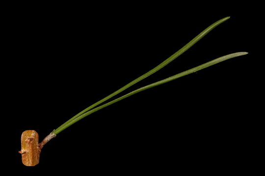 "Pinus Mugo" Images – Browse 10,590 Stock Photos, Vectors, and Video ...