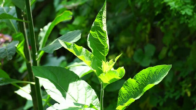 "Bitter Leaf" Images – Browse 1,138 Stock Photos, Vectors, and Video ...