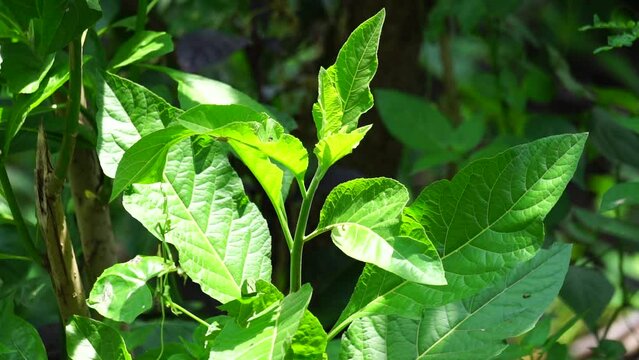 "Bitter Leaf" Images – Browse 1,138 Stock Photos, Vectors, and Video ...