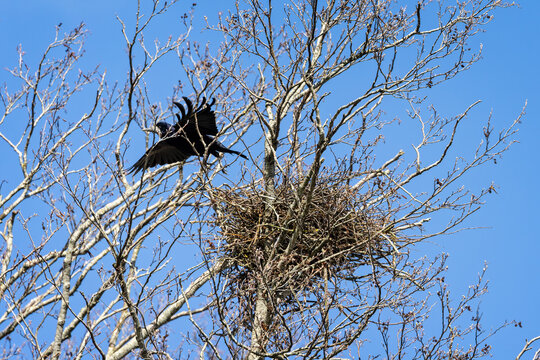 Photo Of A Crow S Nest
