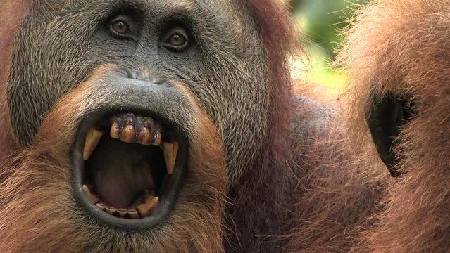 "Pongo Abelii" Images – Parcourir 1,655 le catalogue de photos ...