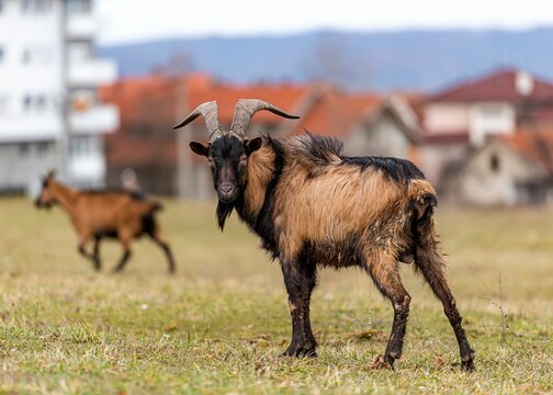 Booted Goat