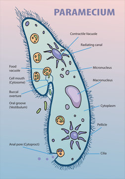 Paramecium Slide Labeled