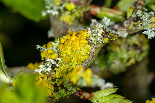 รูปภาพXanthoria – เลือกดูภาพถ่ายสต็อก เวกเตอร์ และวิดีโอ1,286 | Adobe Stock