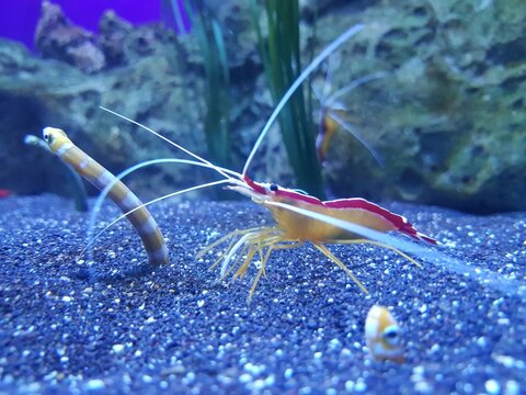 "Queen Prawns" bilder – Bläddra bland 127,300 stockfoton, vektorer och ...
