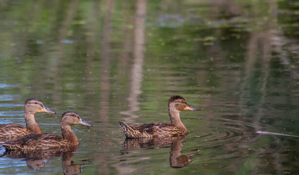 Farest Images – Browse 47 Stock Photos, Vectors, and Video | Adobe Stock