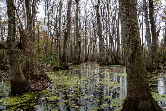 "Swamp Background"-Bilder: Stock-Fotos & -Videos. | Adobe Stock
