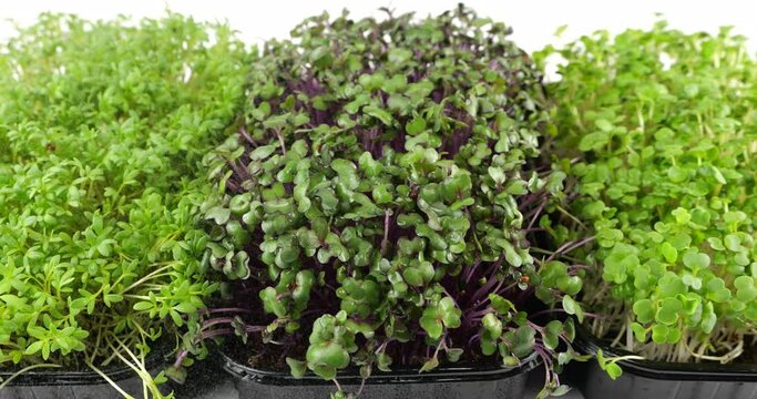 รูปภาพGarden-Cress – เลือกดูภาพถ่ายสต็อก เวกเตอร์ และวิดีโอ8,453 ...