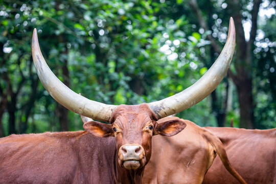 "Sanga Cattle" Images – Browse 249 Stock Photos, Vectors, and Video ...