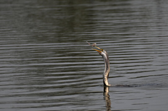 「Fosh」の写真素材 | 40件の無料イラスト画像 | Adobe Stock
