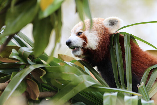 Panda Roux Images Browse 686 Stock Photos Vectors And Video