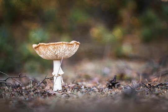 Death Cap Mushroom