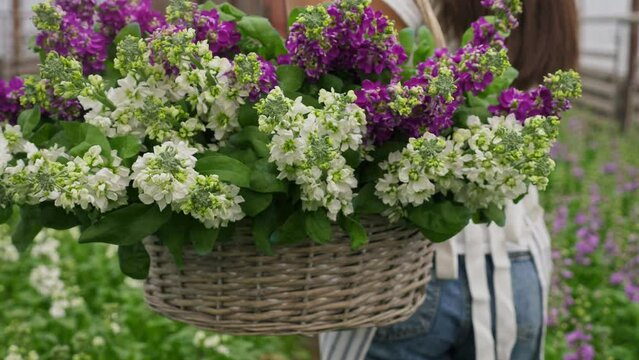 Mattiola Images – Browse 934 Stock Photos, Vectors, and Video | Adobe Stock